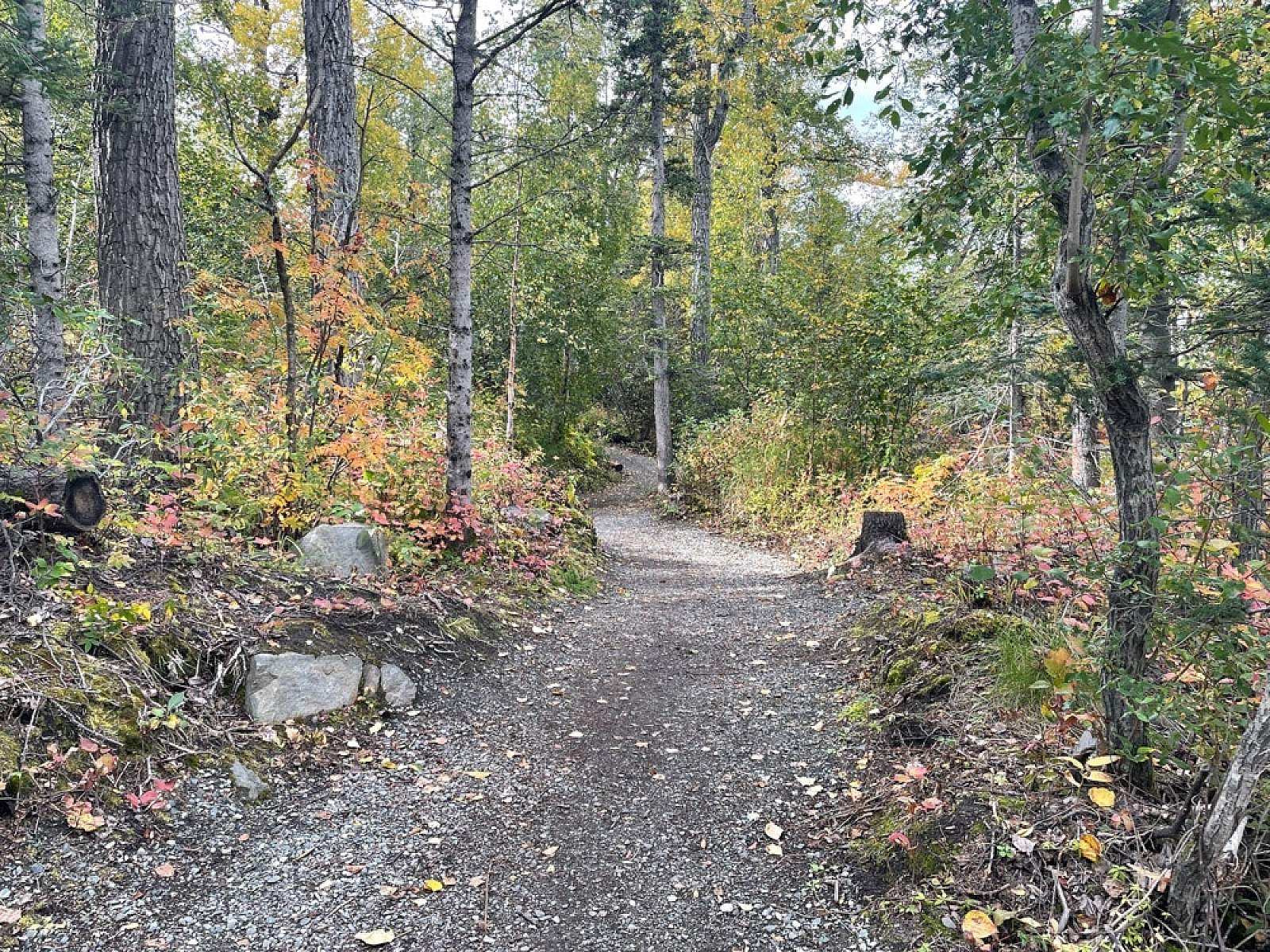 Matanuska River Park Trails | Family-friendly Trail near… | ALASKA.ORG